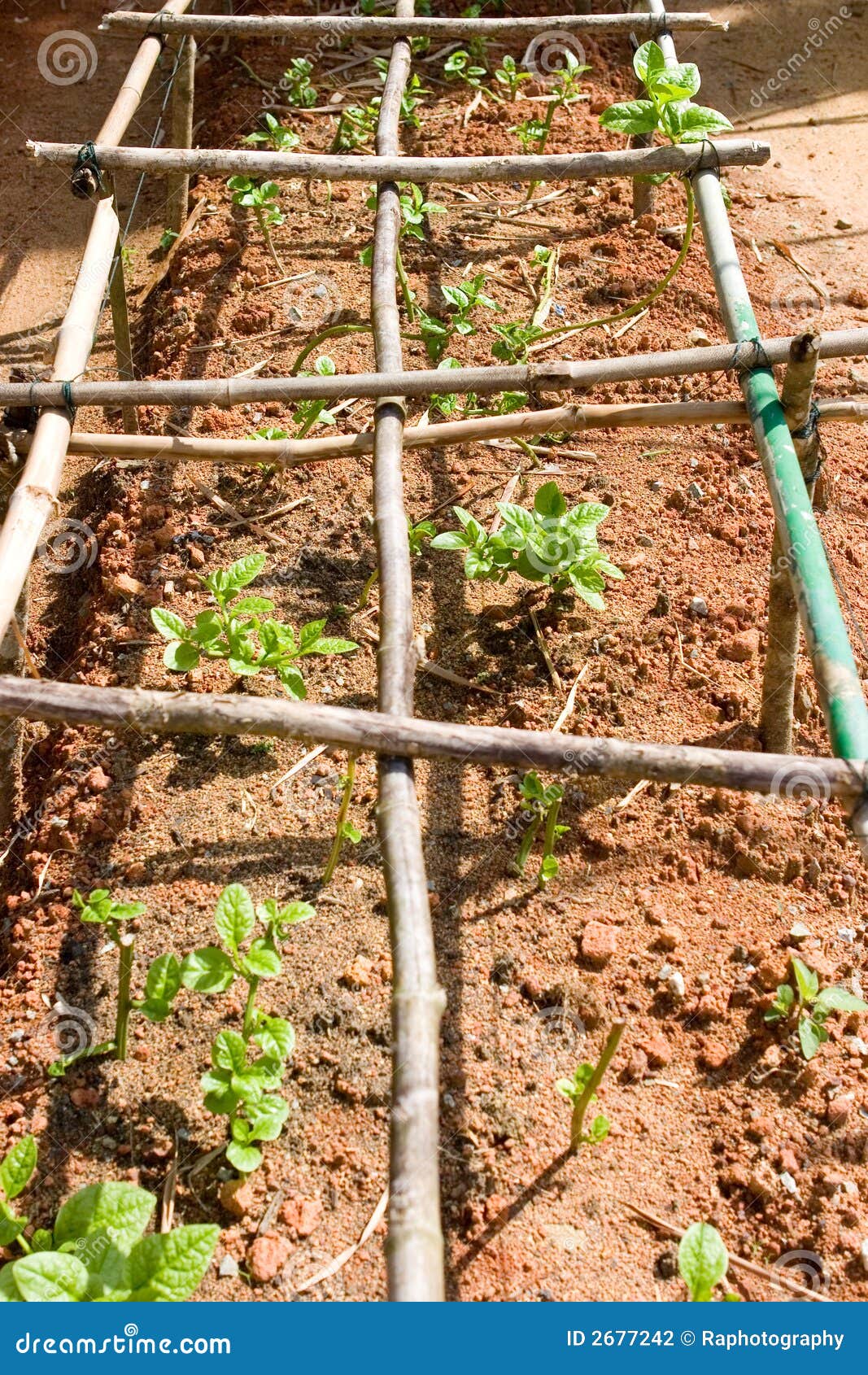 A small allotment garden stock photo. Image of landscaping - 2677242