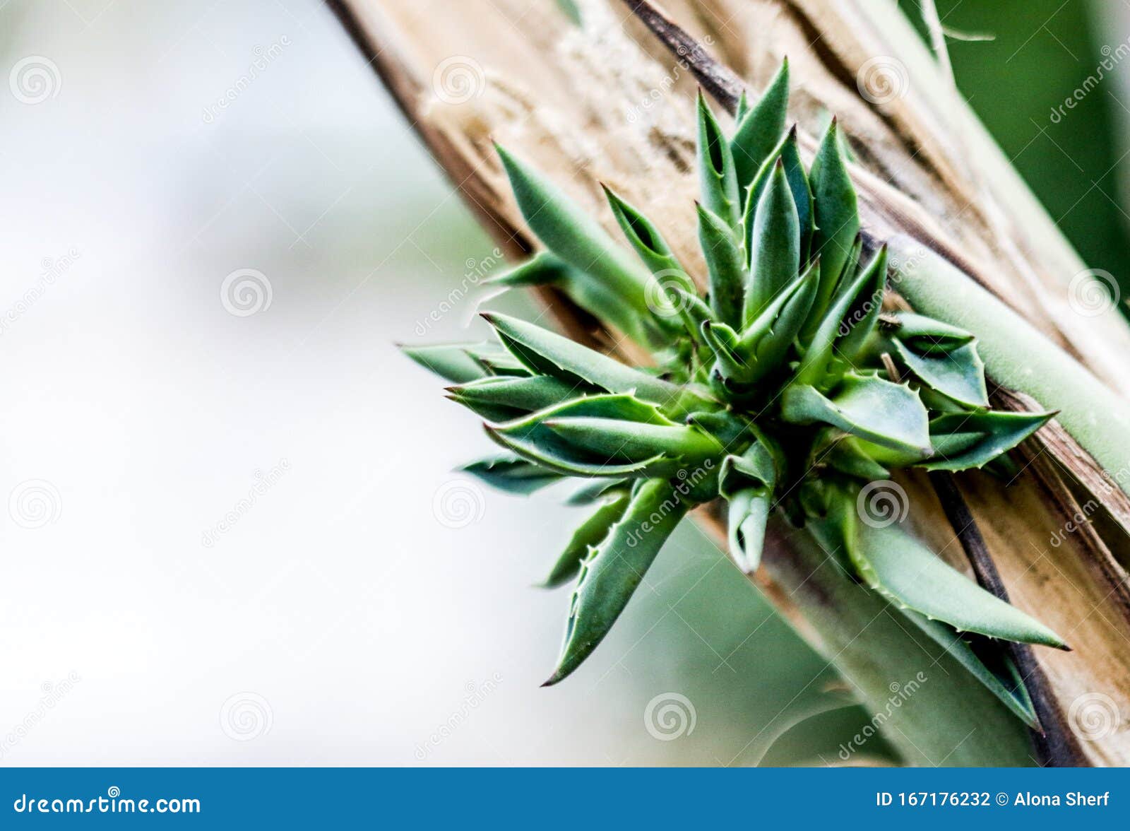 A small aloe-vera plant stock photo. Image of brown - 167176232