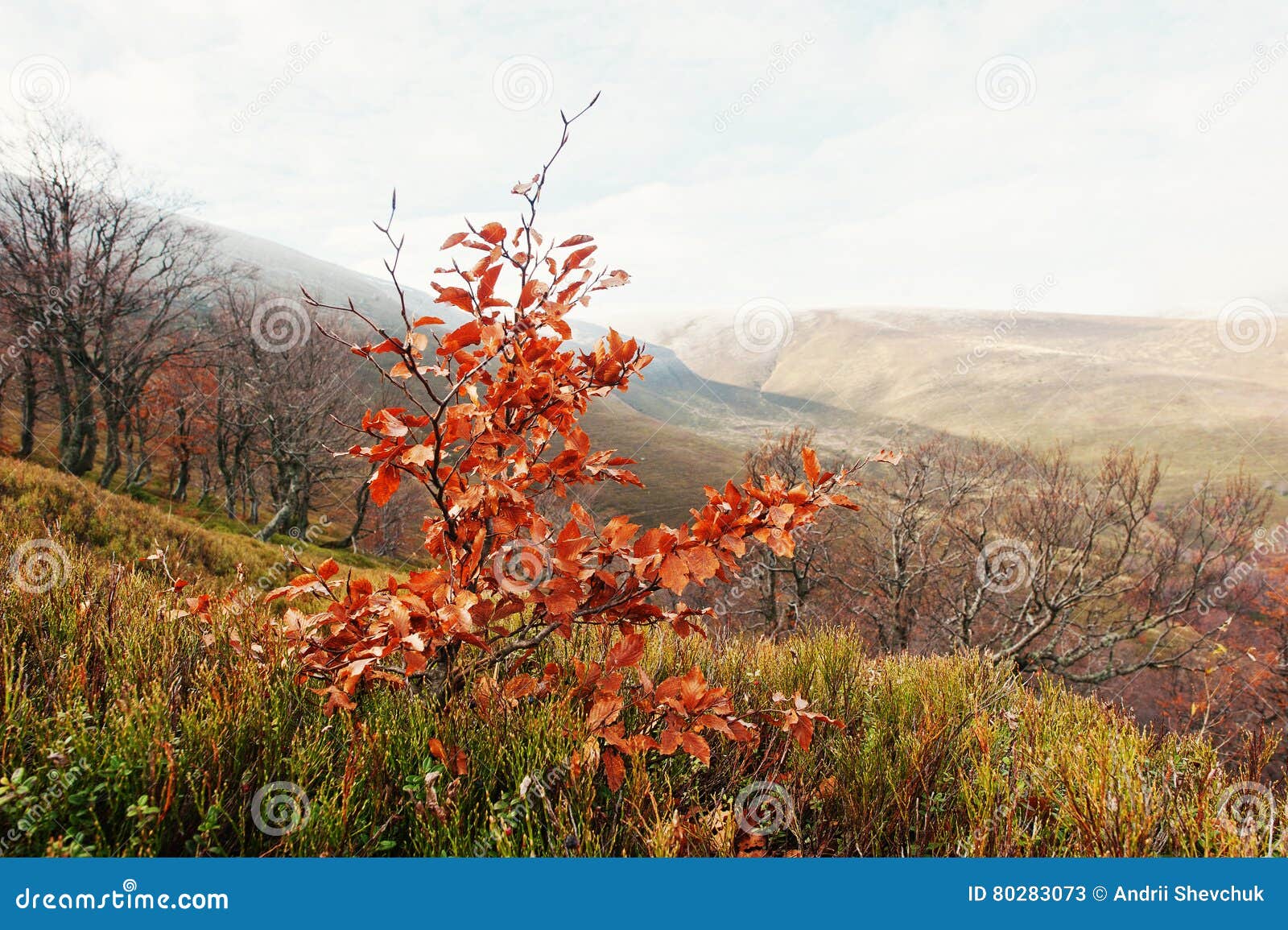 Small Alone Beerch Tree with Red Leaves in Autumn Mountains. Stock ...