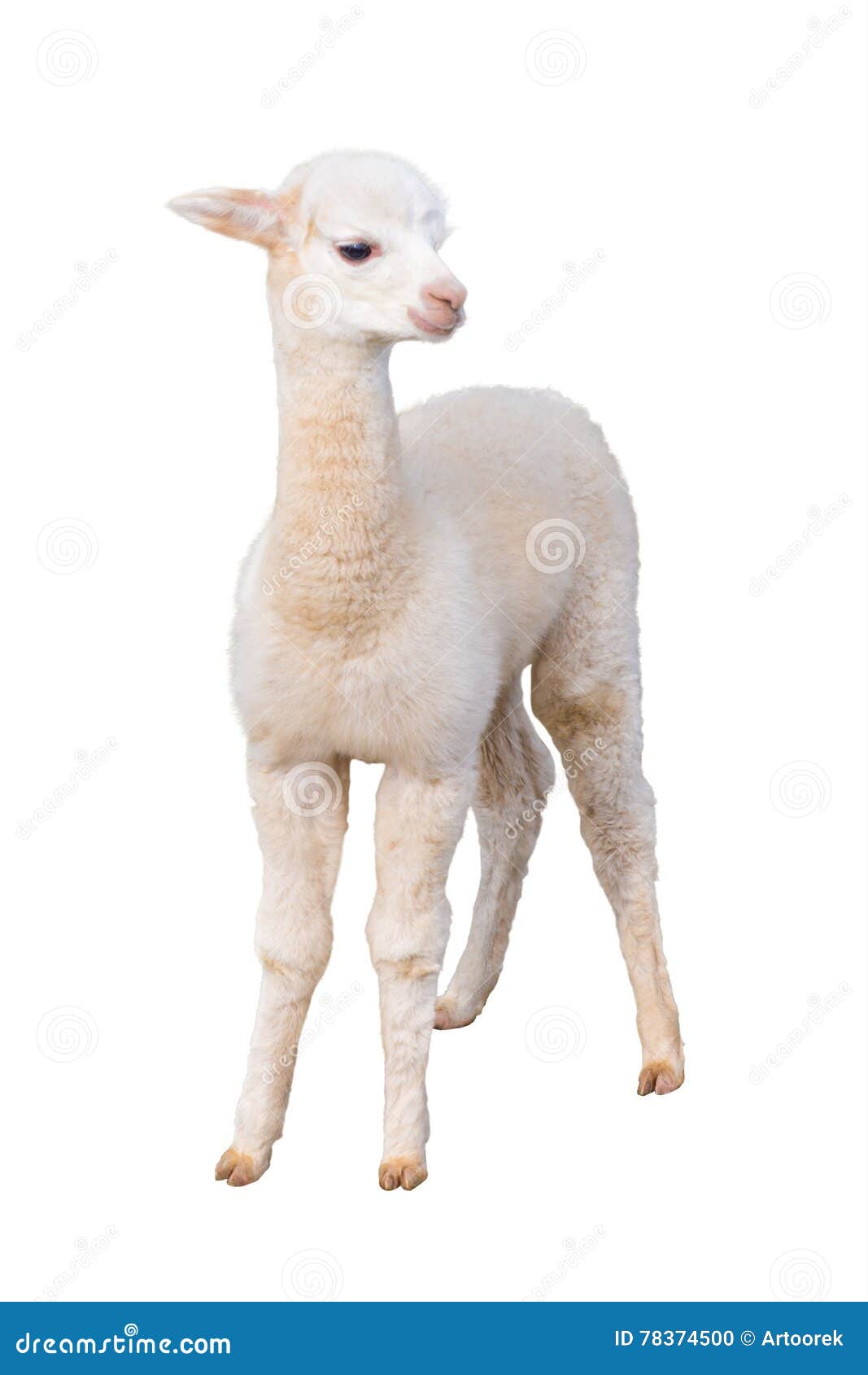 Small alpaca isolated stock photo. Image of fauna, wild - 78374500