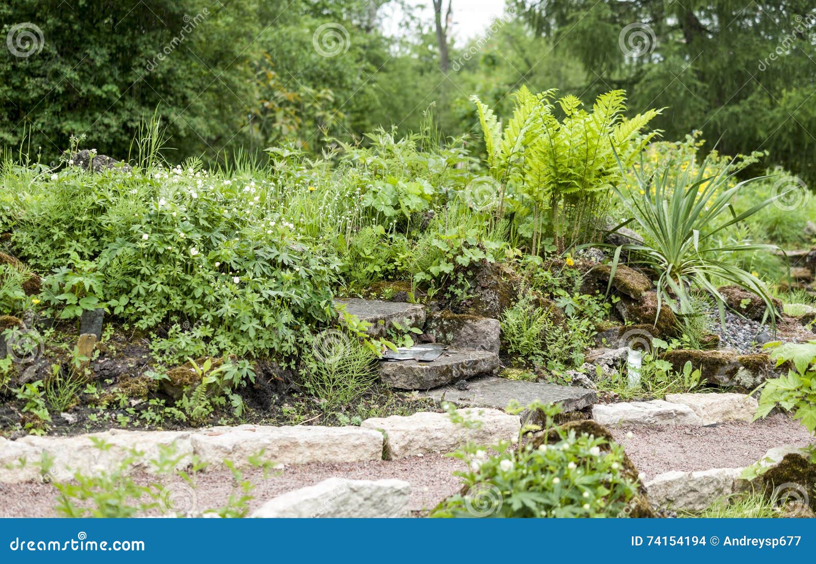 Small Alpine garden stock photo. Image of flavor, hill - 74154194