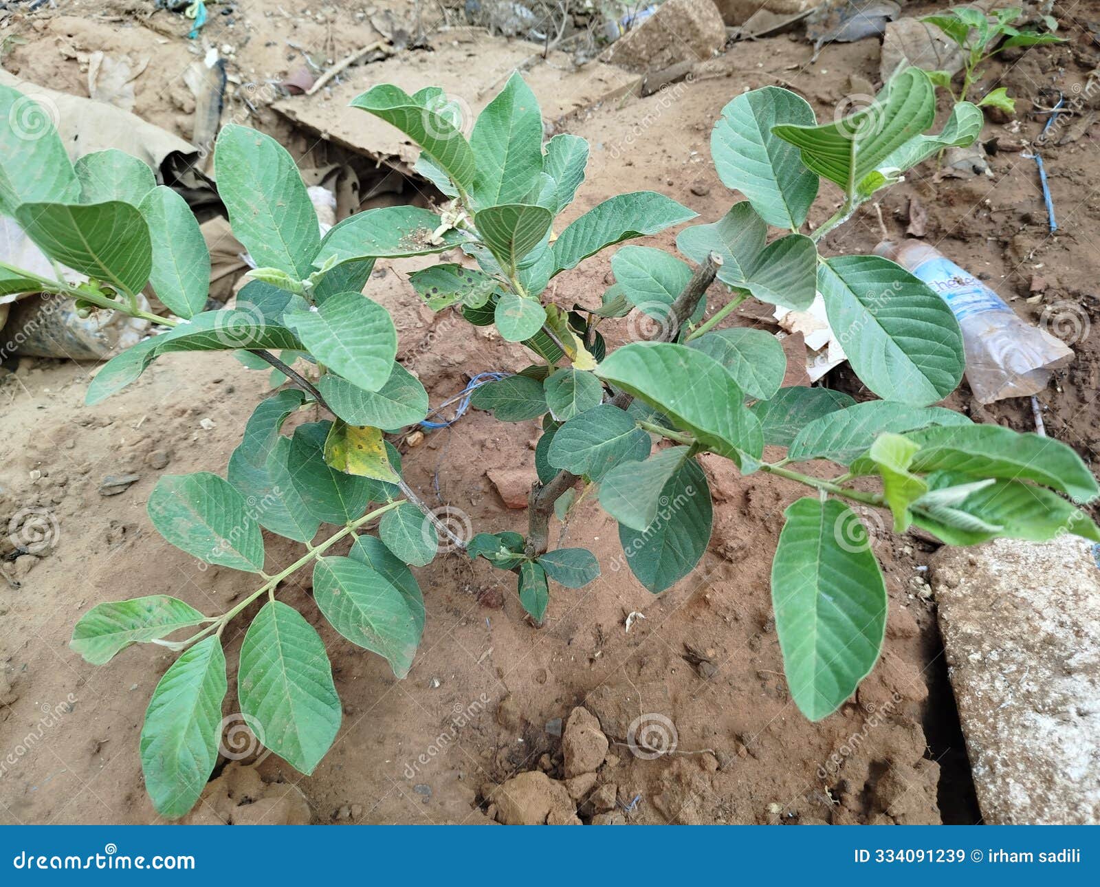 Pink Guava Tree Live Plant 1 Starter Plant - Vietnamese Guava - 1 Feet ...