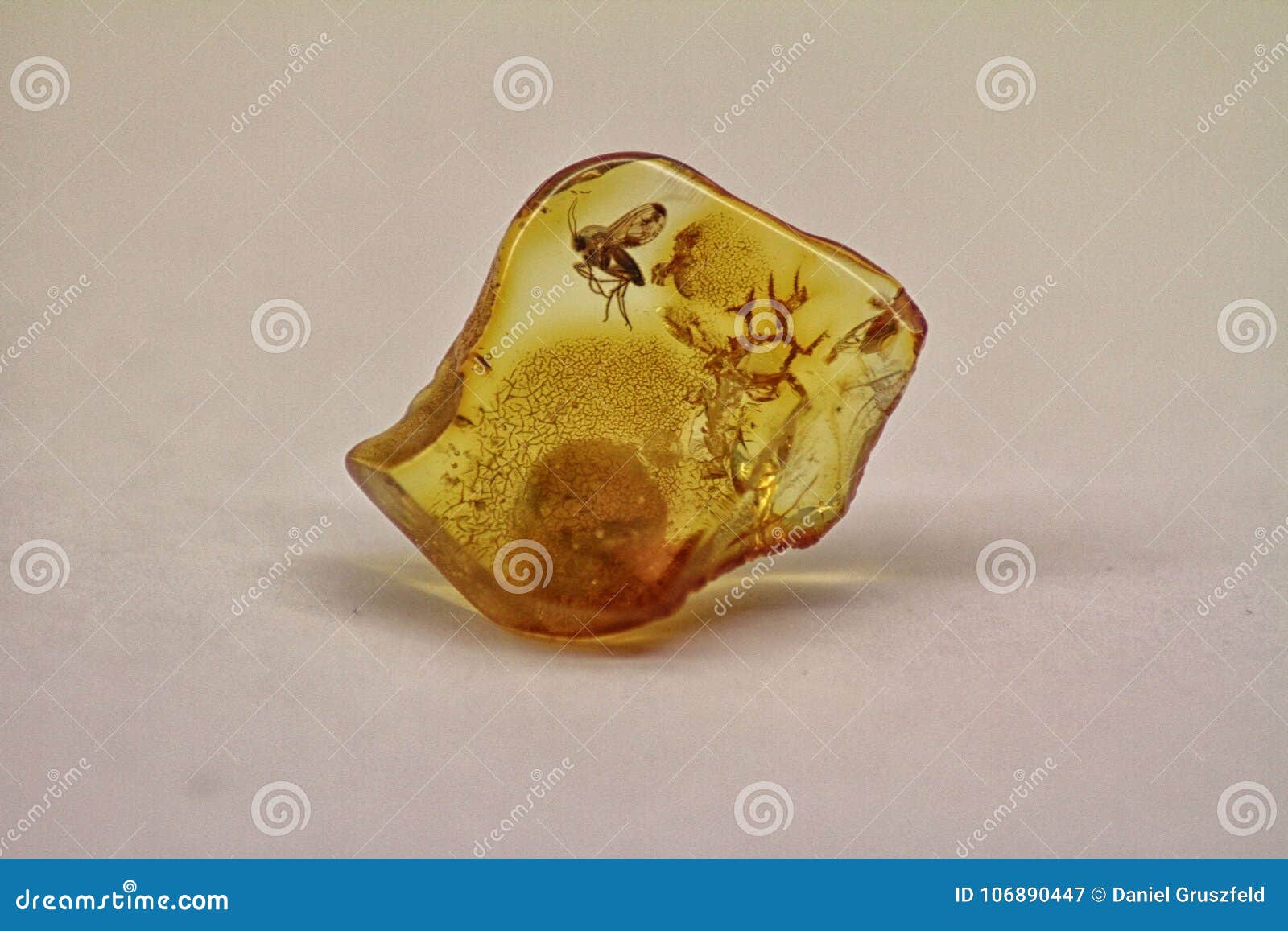 Small Amber with with an Insect Inside Stock Image - Image of white ...