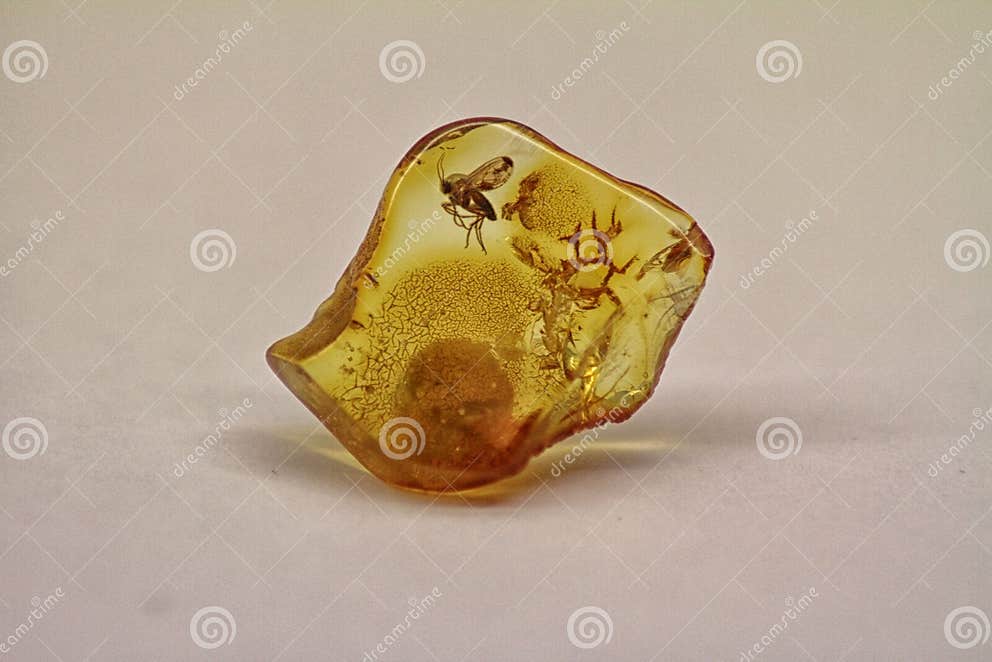 Small Amber with with an Insect Inside Stock Image - Image of white ...