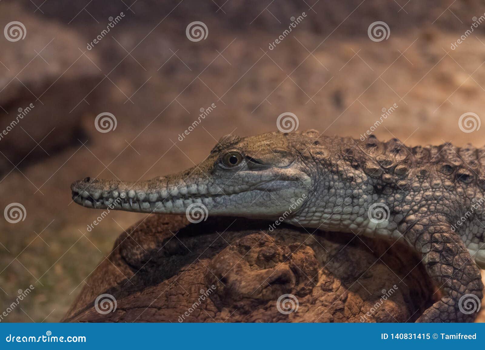 Small American Alligator stock image. Image of mouth - 140831415
