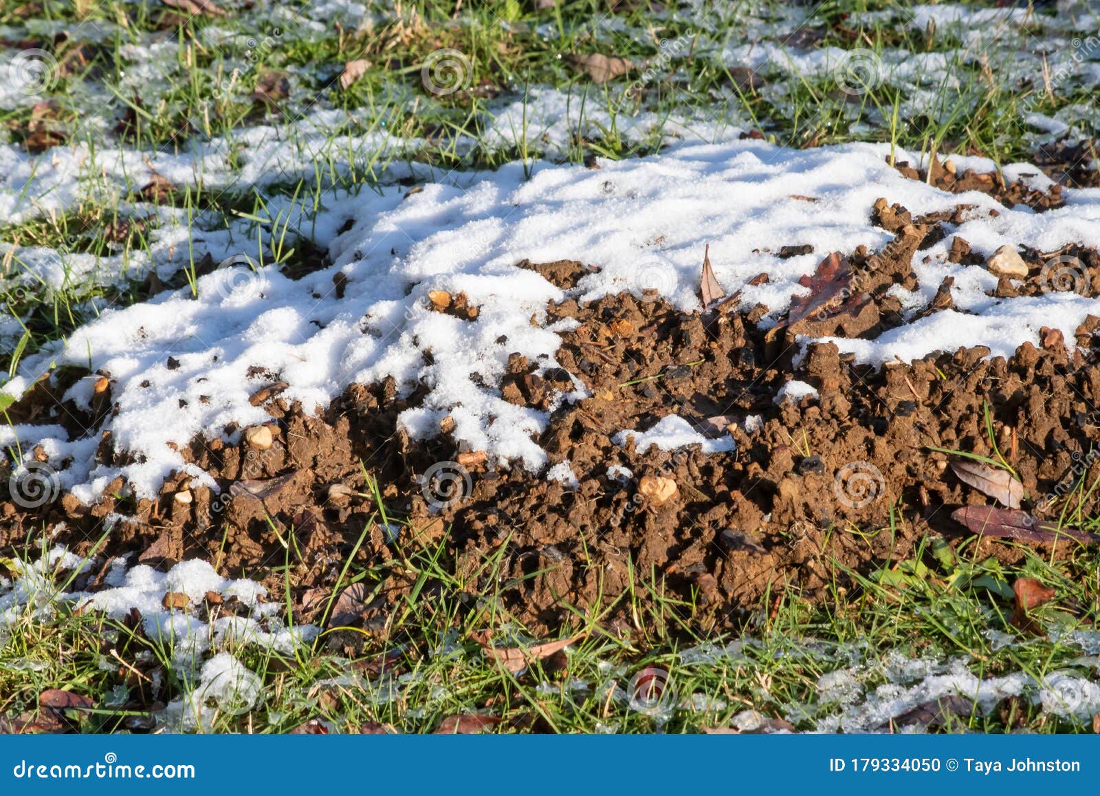 A Small Amount of Snow on a Mole Hill Stock Photo - Image of dirt ...