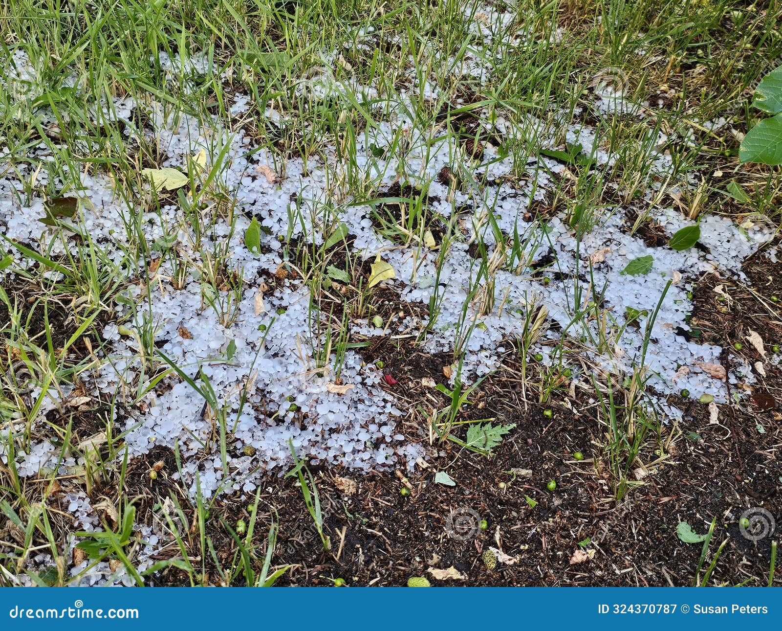 Small Amounts of Hail Covered the Yard after a Hail Storm Stock Image ...