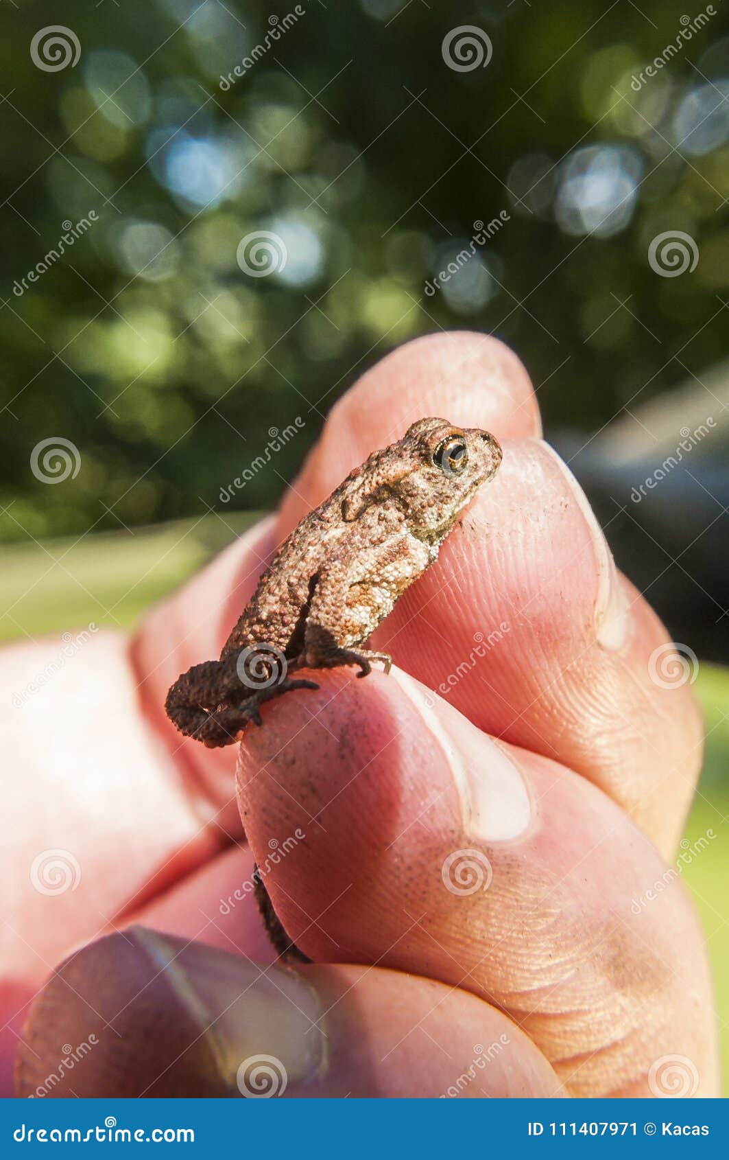 Common Toad Sitting on Human Finger Stock Image - Image of impediment ...
