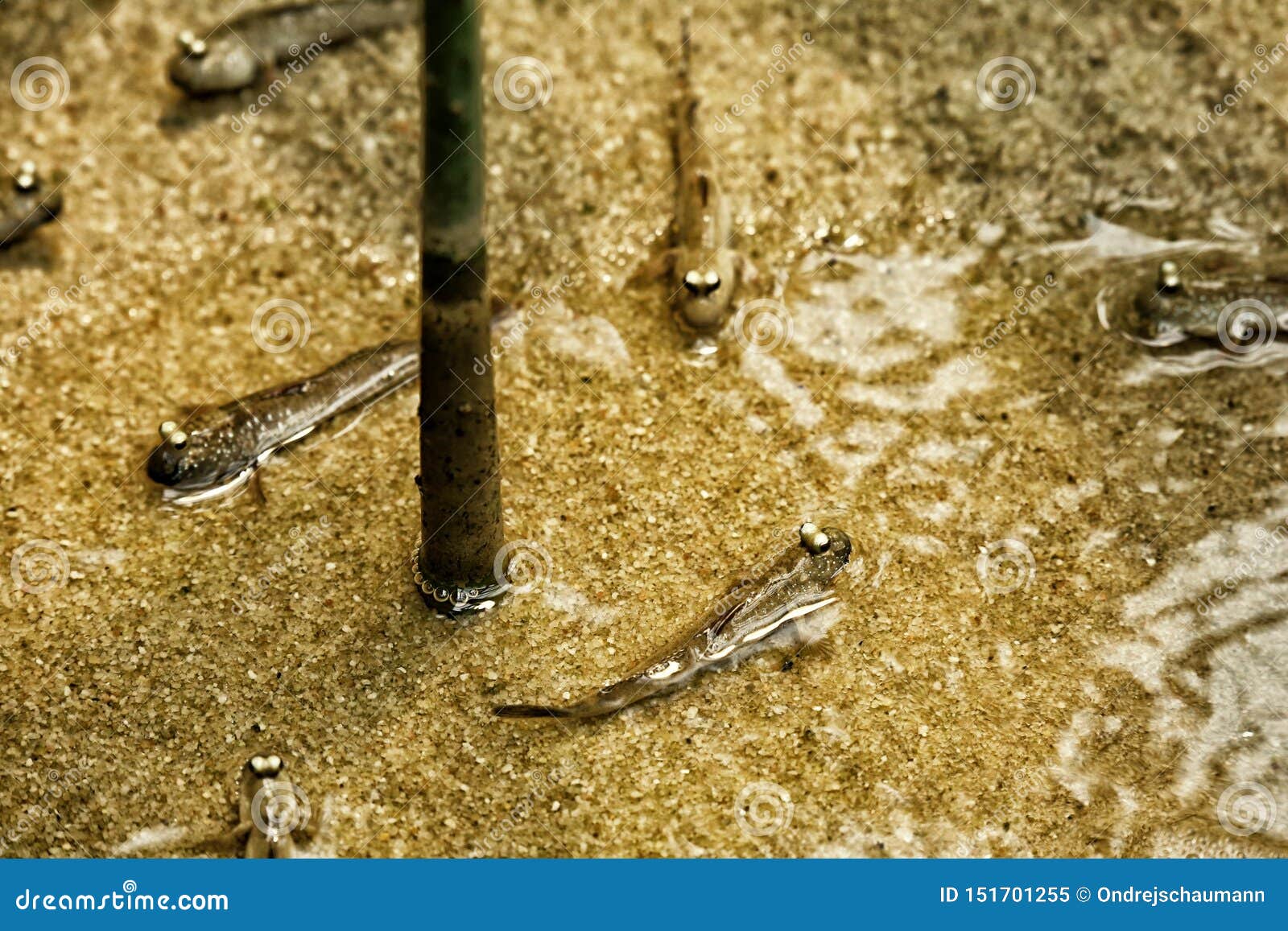 Small Amphibious Fish with Large Eyes in the Sand Stock Image - Image ...