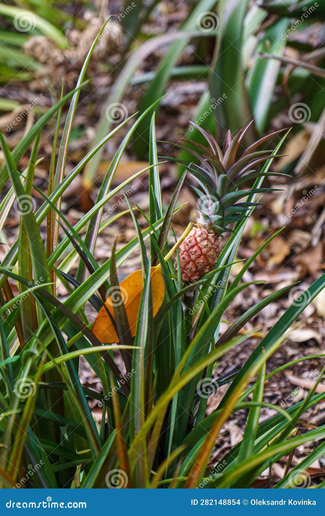Small Ananas Growing on a Tree Stock Photo - Image of tropical, tree ...