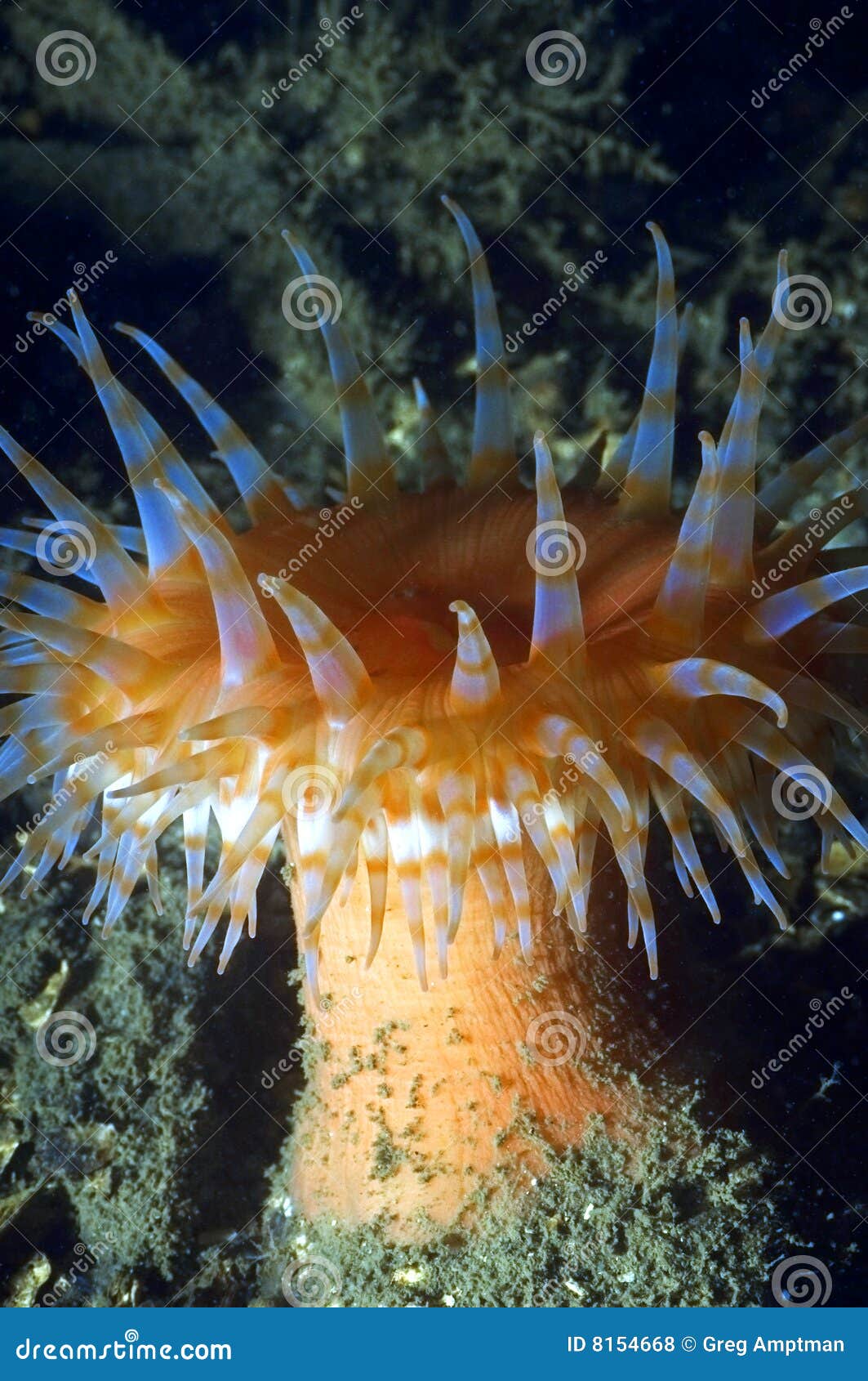 Small Anemone stock photo. Image of nature, life, sound - 8154668