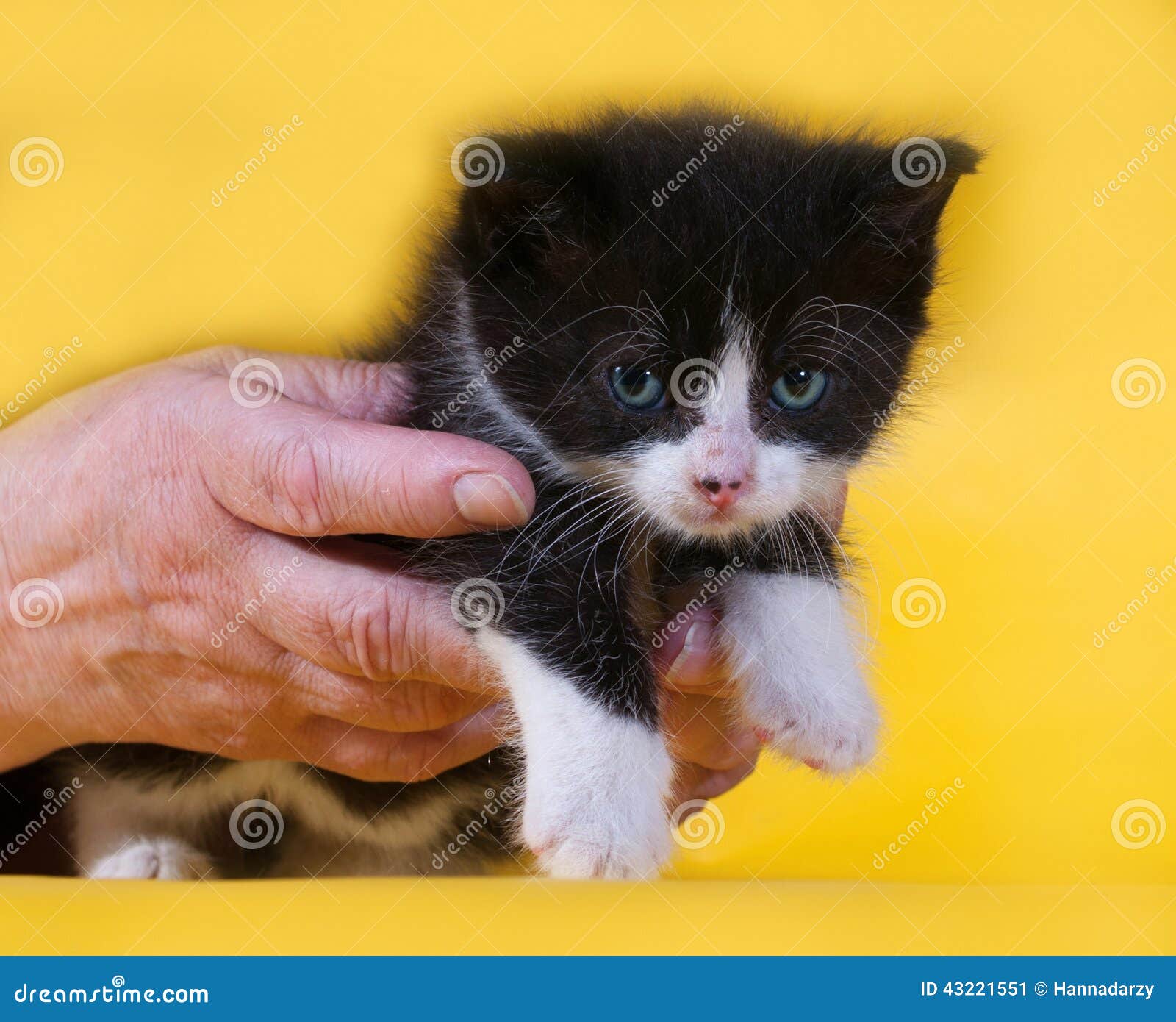 Small Angry Black White Kitten Hand Yellow Stock Photos - Free ...