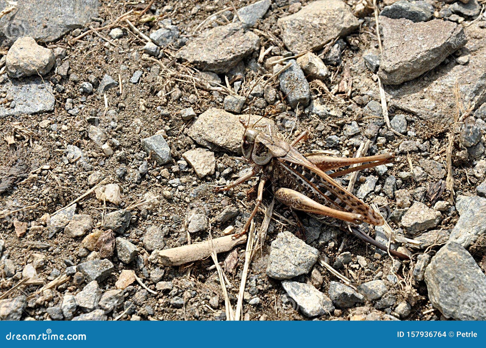 Small Animal Brown Grasshopper Stock Photo - Image of rock, insect ...