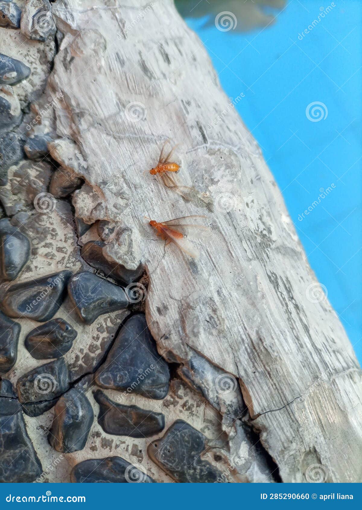 This Small Animal is Called Laron in Indonesia Stock Photo - Image of ...