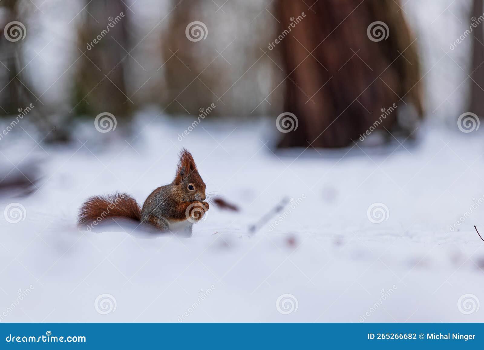 Small Animal Eurasian Red Squirrel Sciurus Vulgaris Bin the Snow with ...