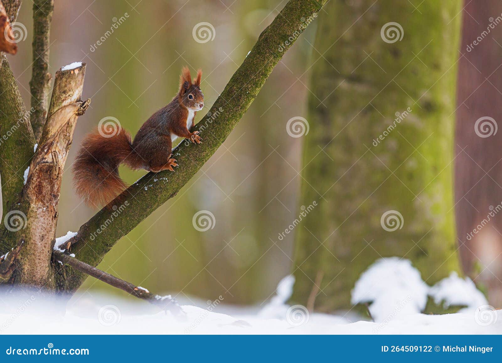 Small Animal Eurasian Red Squirrel Sciurus Vulgaris Running Along the ...