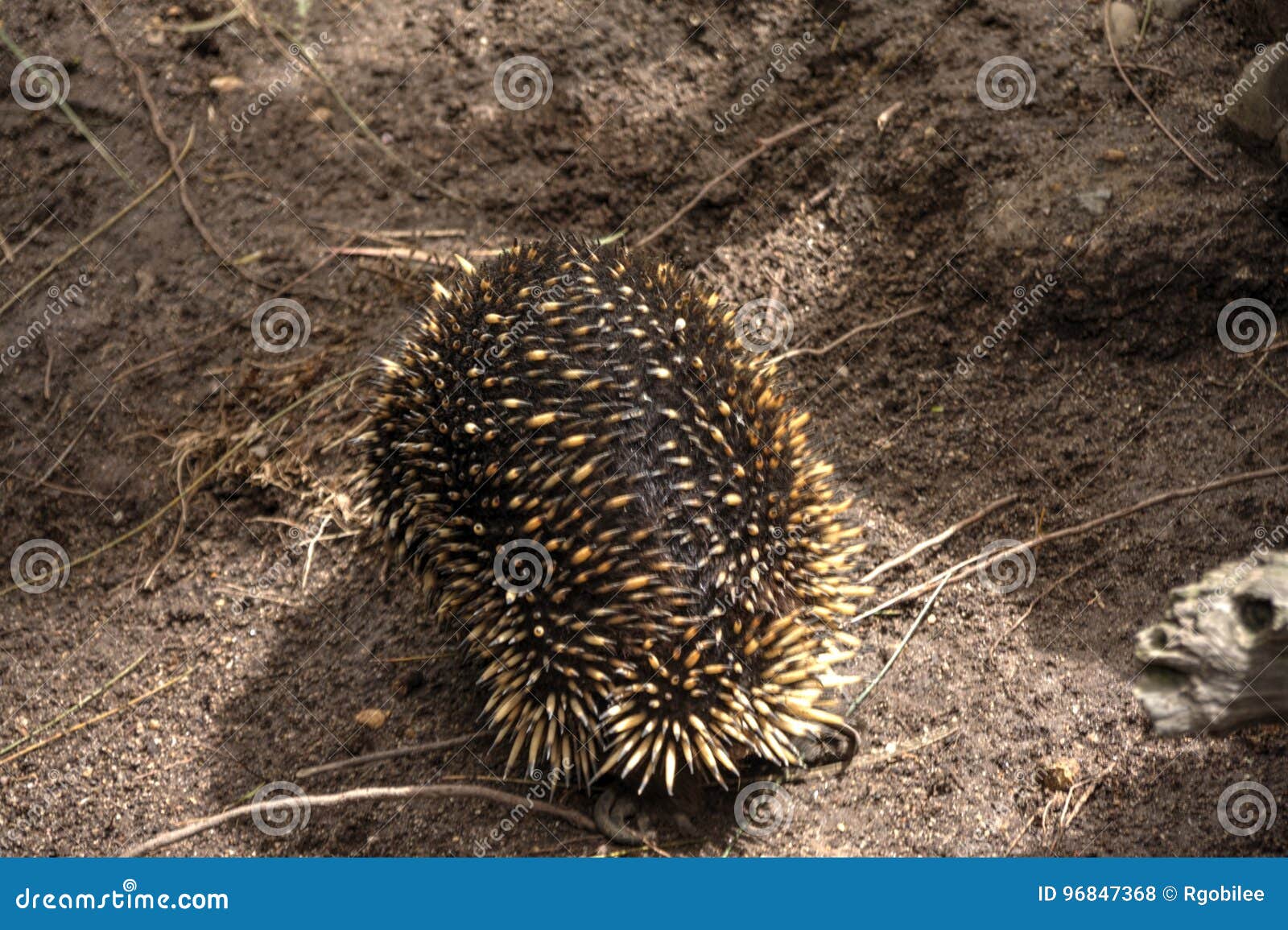 Small Animal stock photo. Image of intrusion, skins, small - 96847368