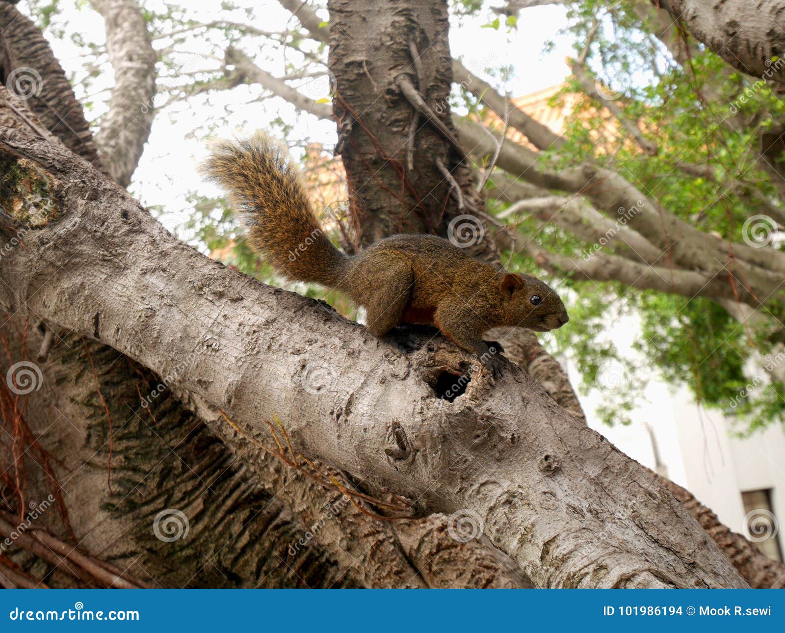 A Squirrel Run Thru the Branches Stock Photo - Image of tree, anomal ...