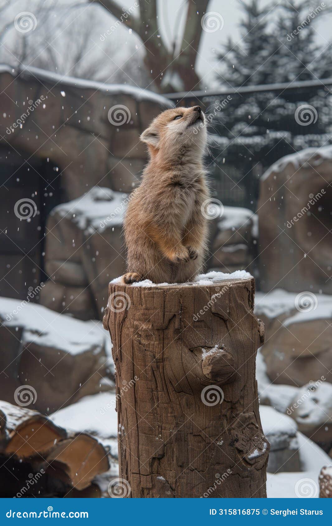 A Small Animal Sitting on Top of a Tree Stump in the Snow, AI Stock ...