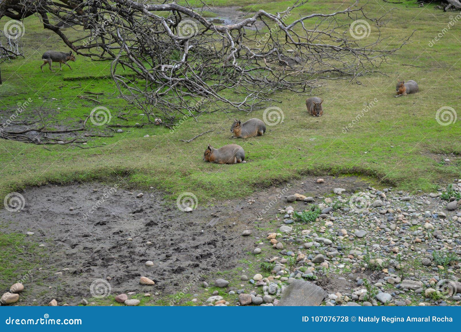 Small animals in grass stock photo. Image of preservation - 107076728