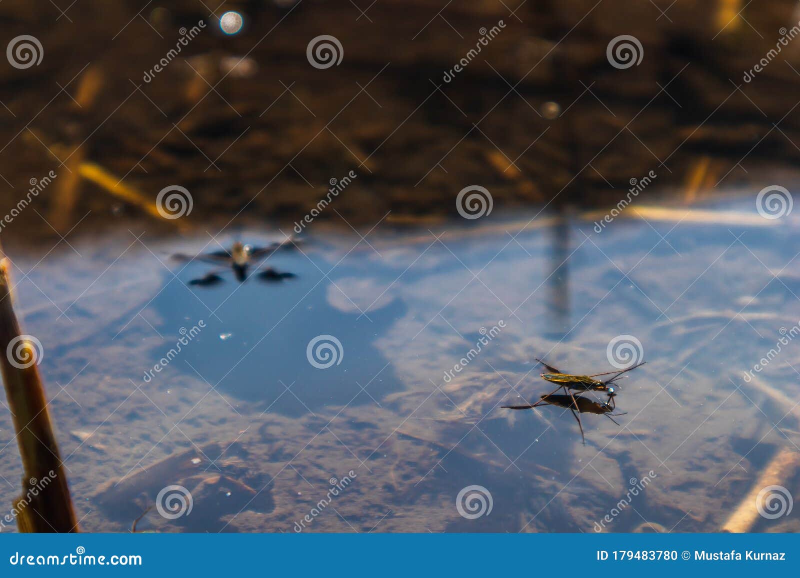 Small Animals in the Puddle Stock Photo - Image of outdoor, animals ...