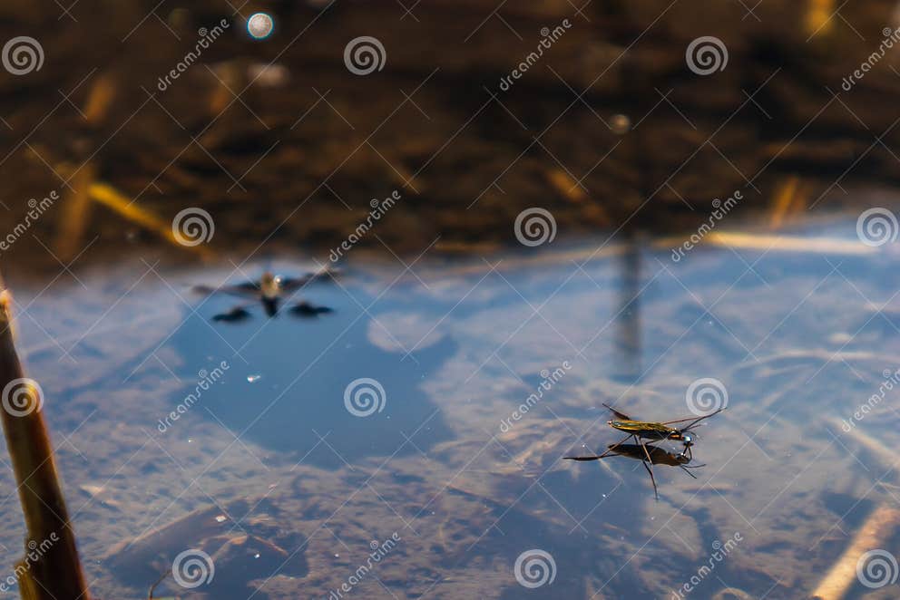 Small Animals in the Puddle Stock Photo - Image of outdoor, animals ...