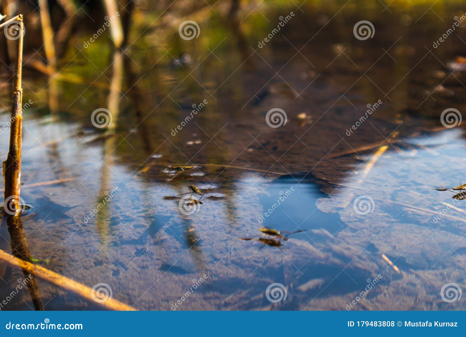 Small Animals in the Puddle Stock Photo - Image of colour, autumn ...