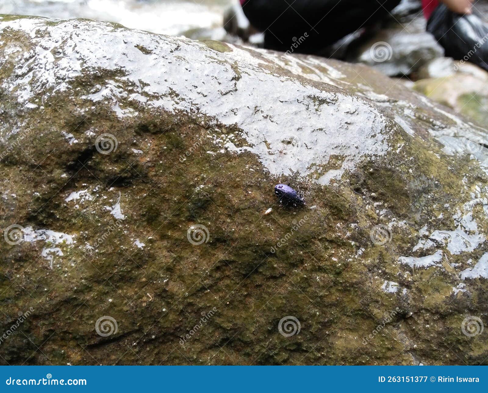 Small Animals on the Rocks Around the River Stock Image - Image of rock ...