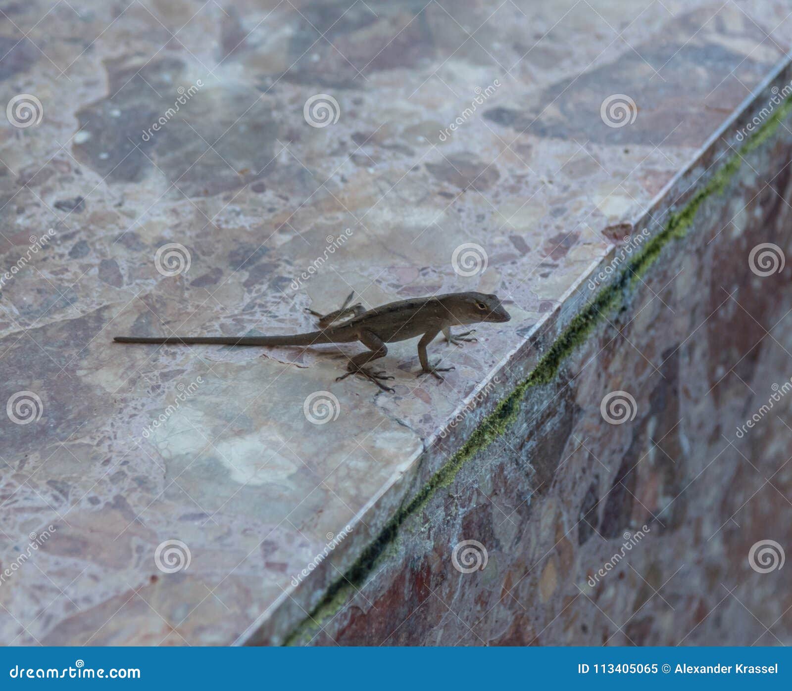 Small Anole Lizard on Kauai, Hawaii Stock Image - Image of tropical ...