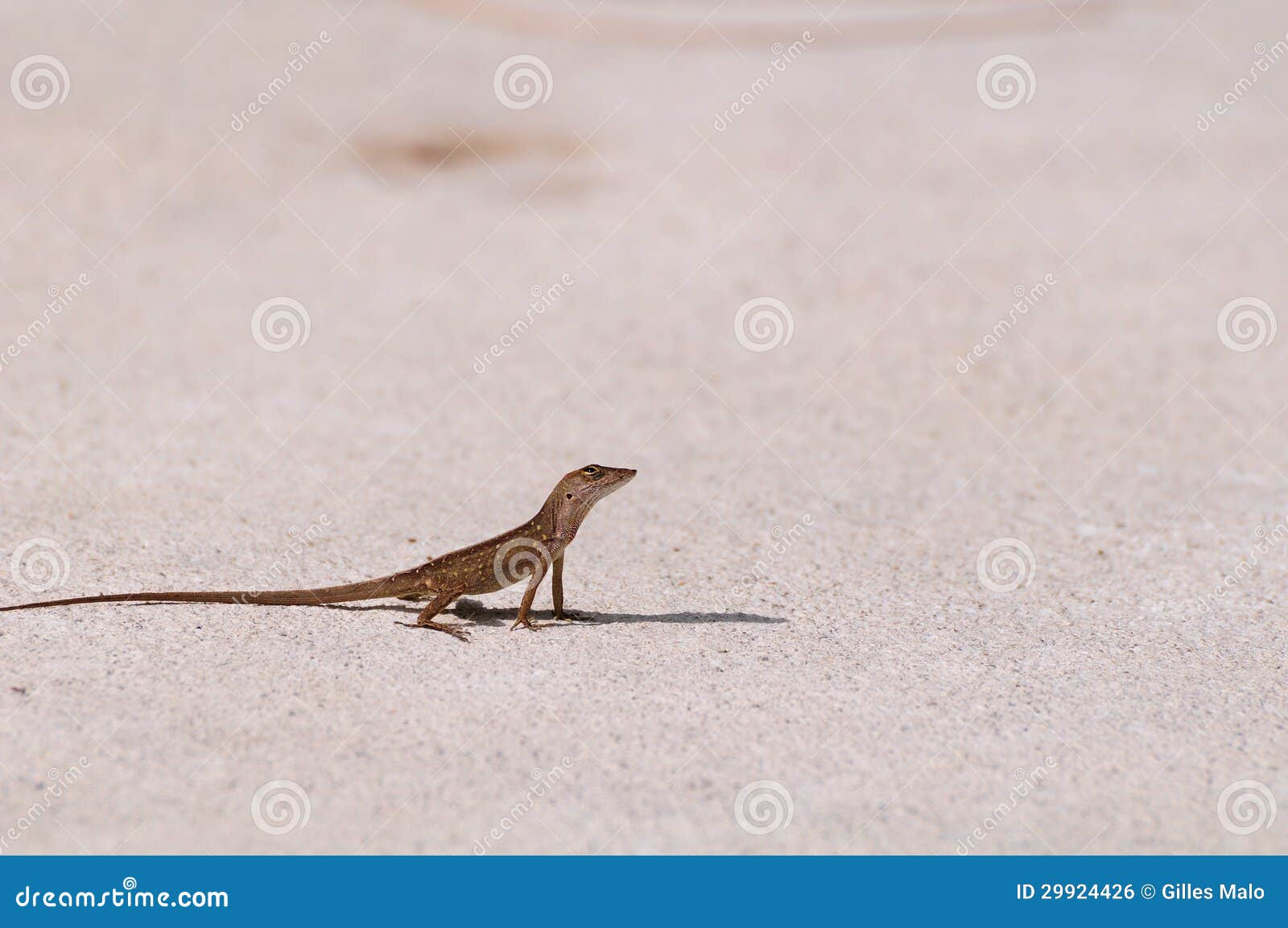 Small Lizard (Polychrotidae) Stock Photo - Image of nature, macro: 29924426