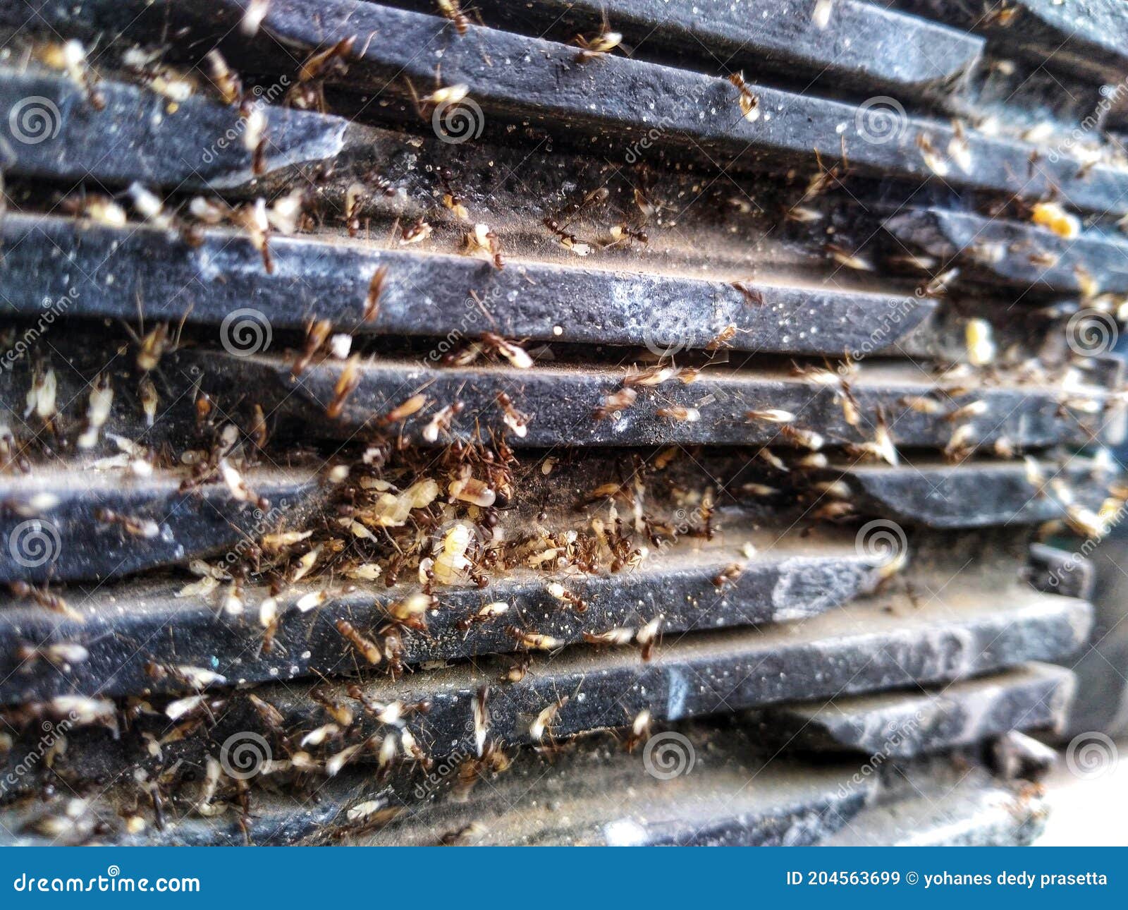 A Small Ant Colony that Saves the Colony from the Rain Stock Image ...