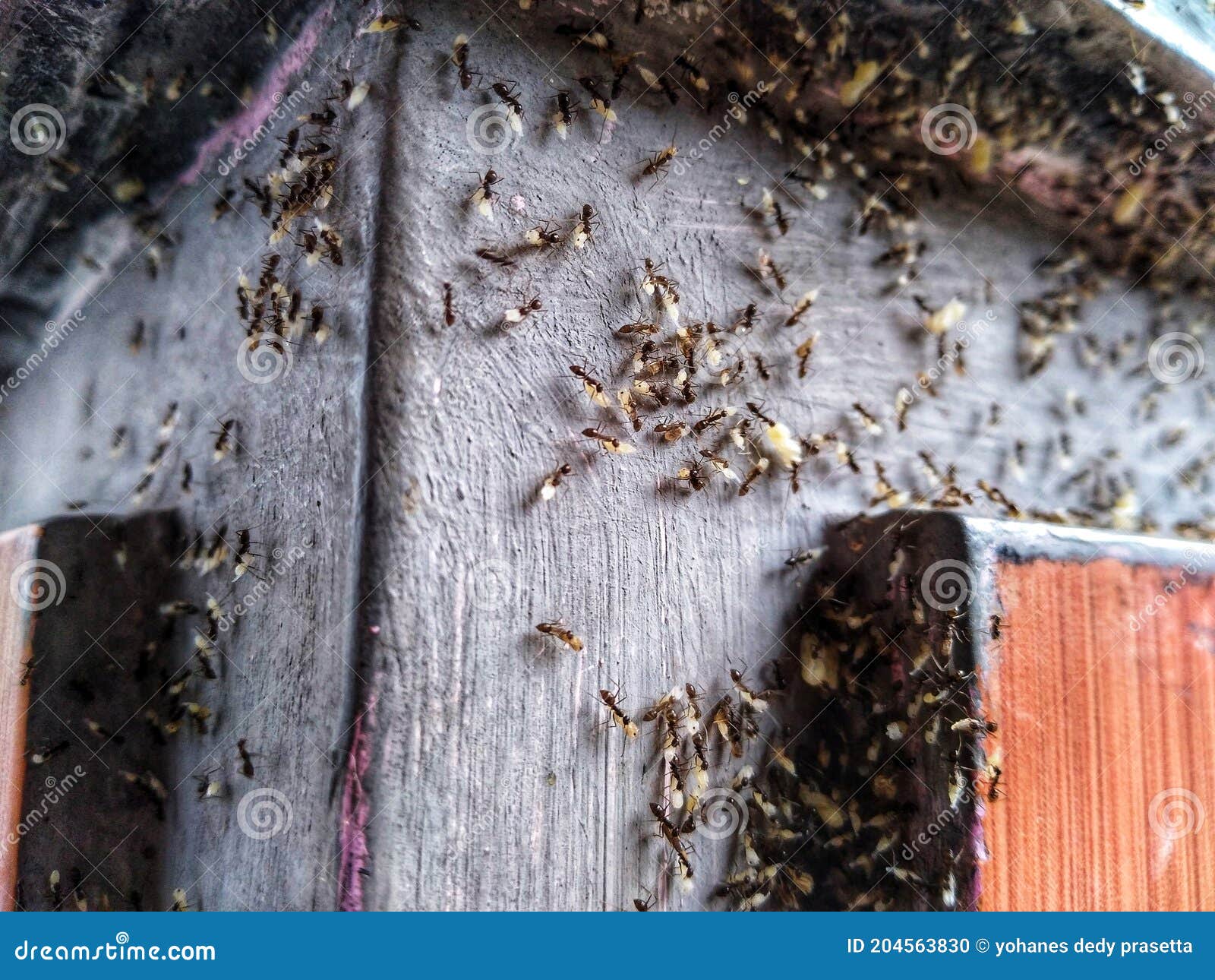 A Small Ant Colony that Saves the Colony from the Rain in the Wall ...