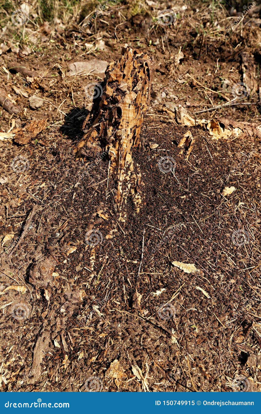 Small Ant-hill Around Old Small Tree Stump Stock Image - Image of dirt ...