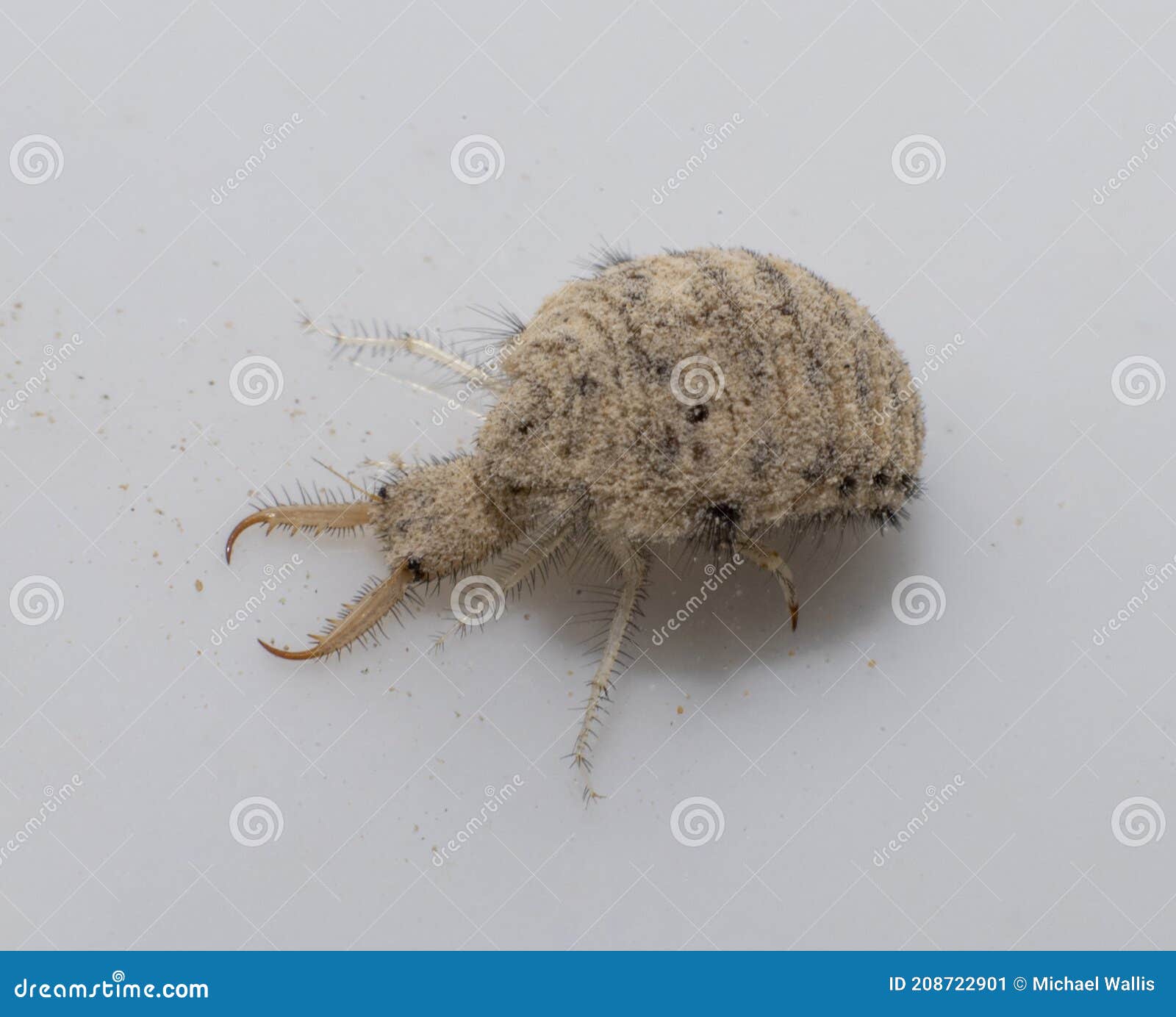 A small ant-lion larvae stock image. Image of insect - 208722901