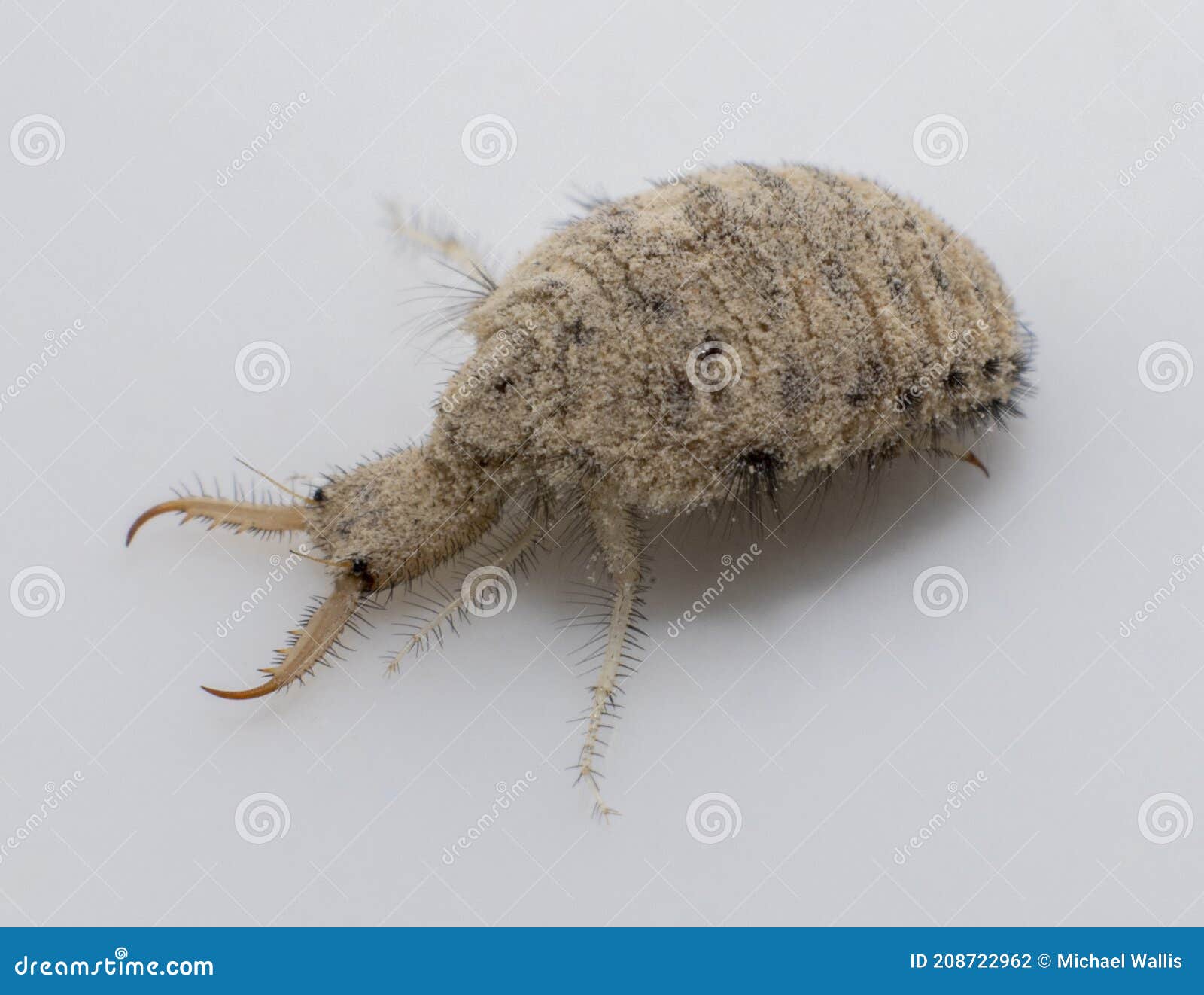 A small ant-lion larvae stock photo. Image of natural - 208722962