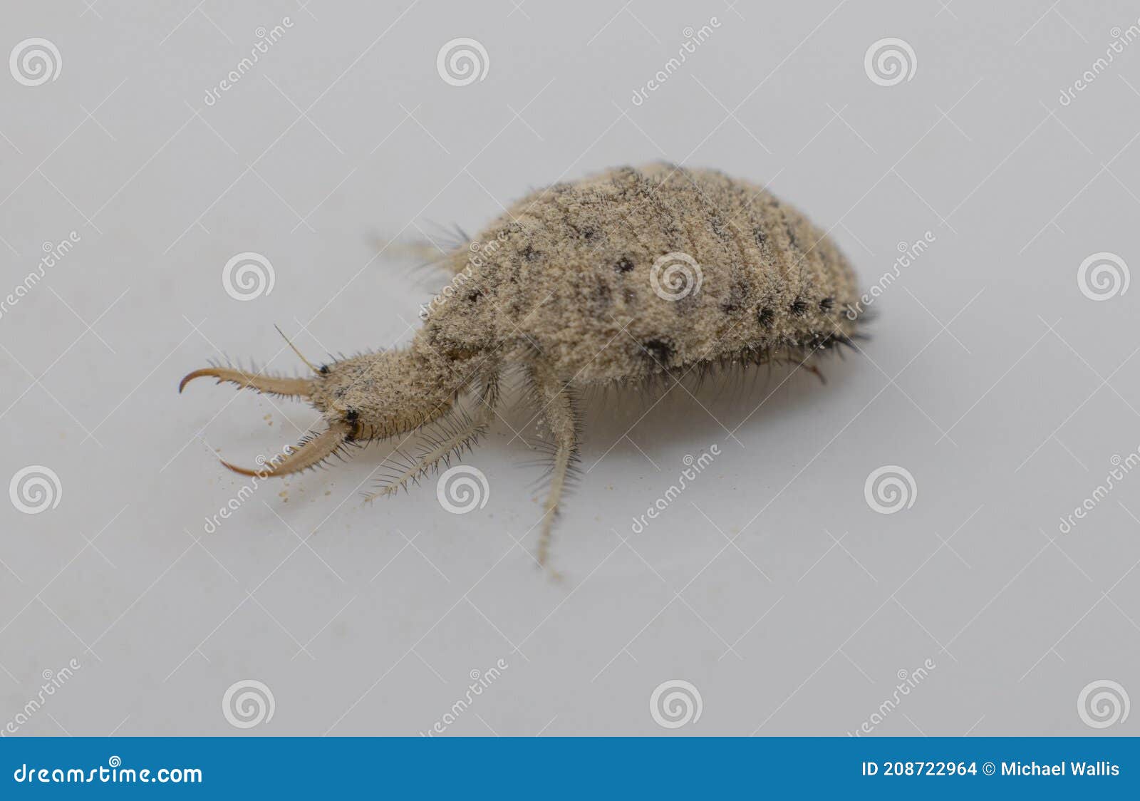 A small ant-lion larvae stock photo. Image of creature - 208722964
