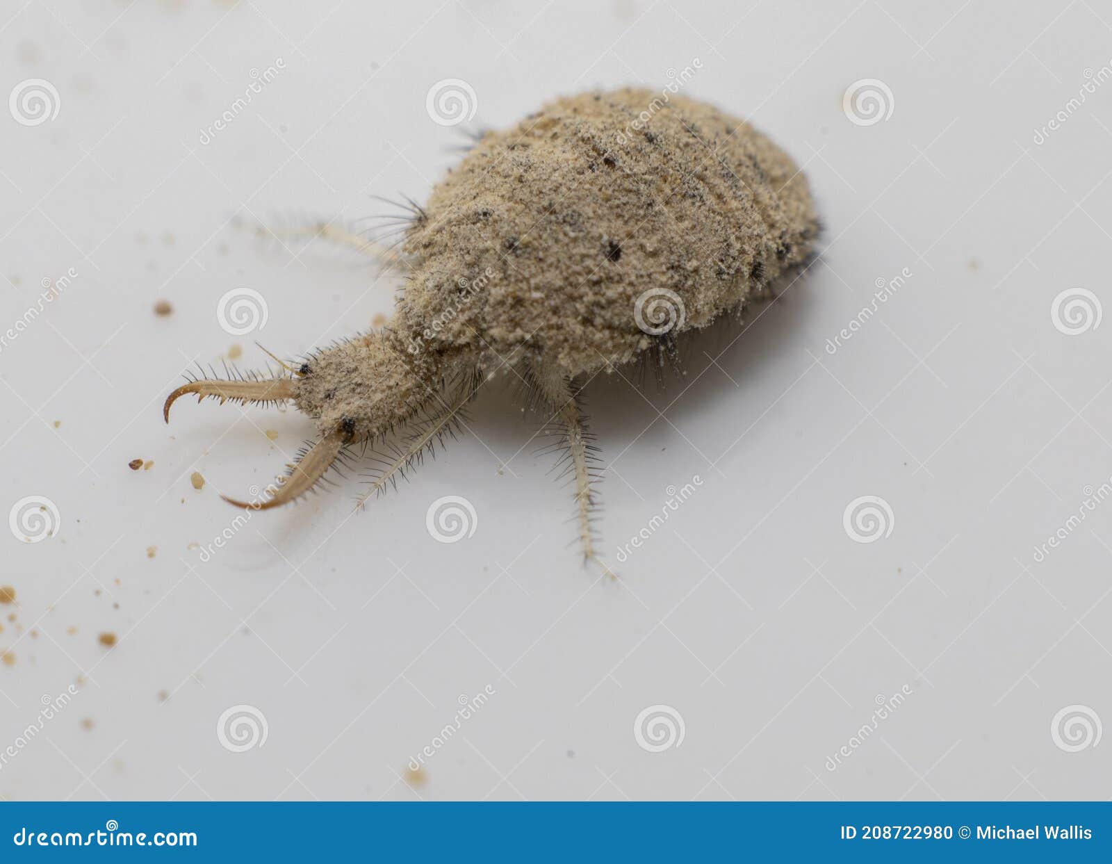 A small ant-lion larvae stock photo. Image of invertebrate - 208722980