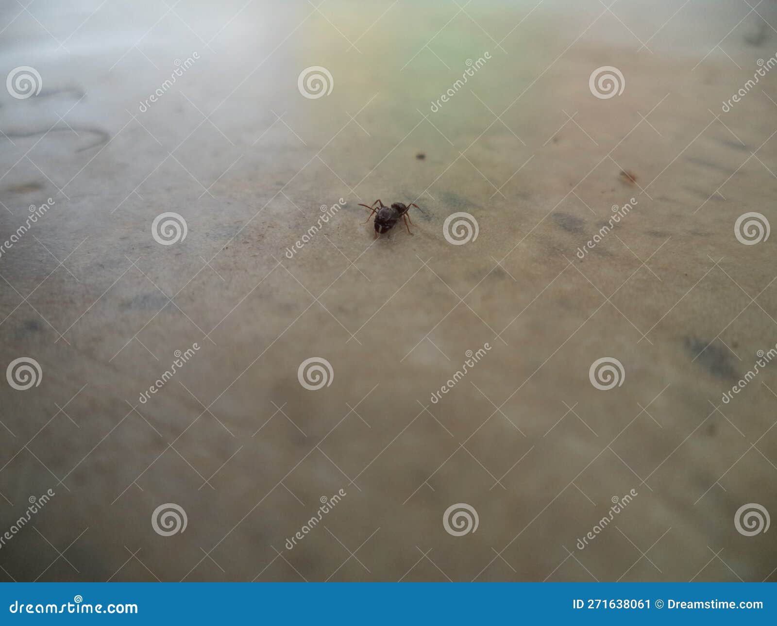 Small Ant Photo on Skin Colour Tile with Clear Background Editorial ...