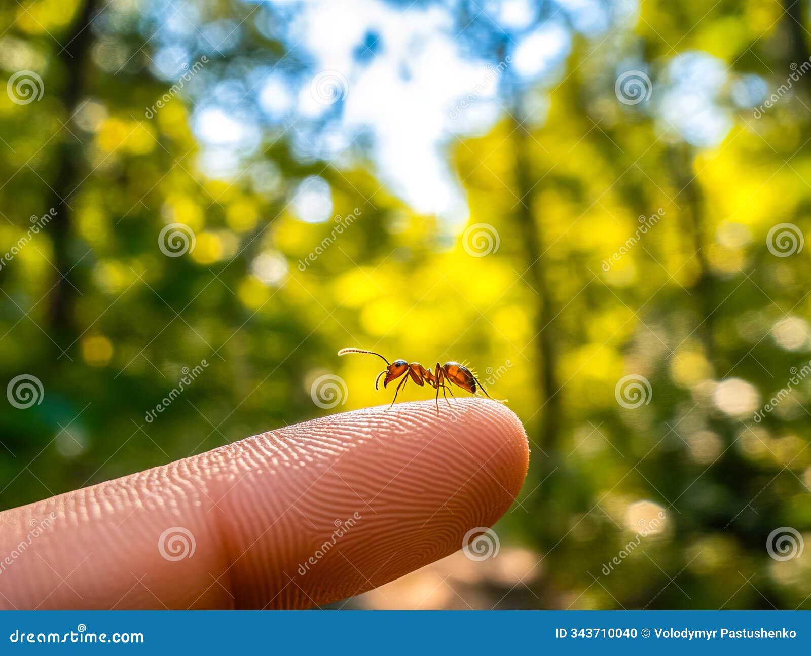 A Small Ant Sitting on Top of a Finger Stock Photo - Image of hand ...