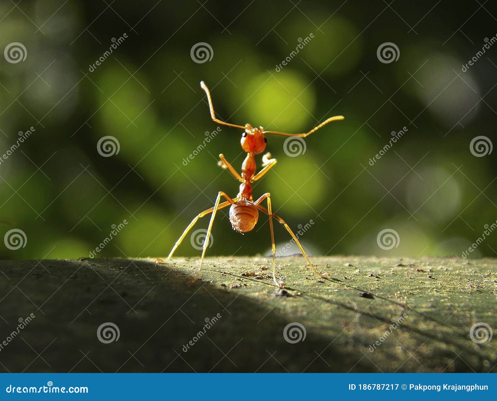Small Ant Standing on the Tree. Stock Image - Image of insect, bokeh ...