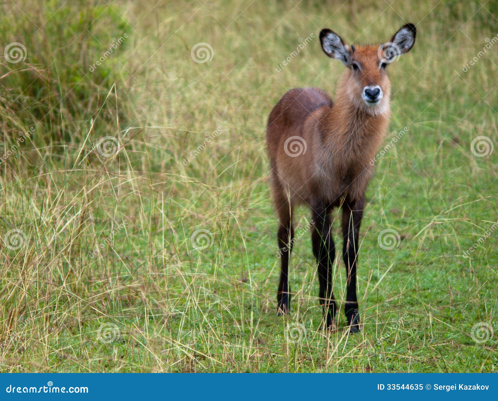 Small Antelope with Fluffy Fur Stock Image - Image of looking, profile ...