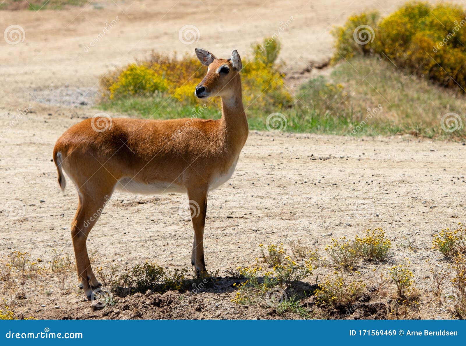 Small Antelope Native To Africa Stock Image - Image of mammal, africa ...