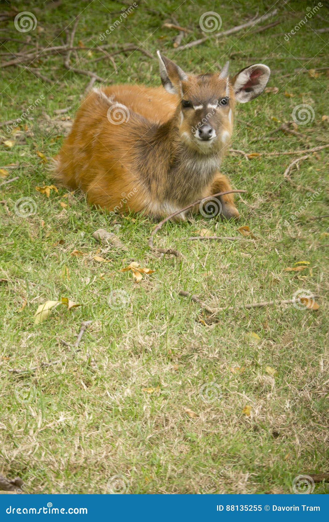 Small antelope stock image. Image of carnivore, graceful - 88135255