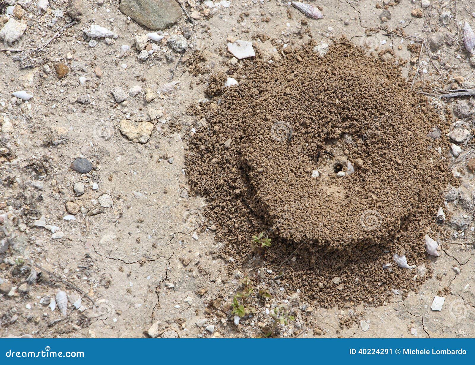 Small anthill from above stock image. Image of abstract - 40224291
