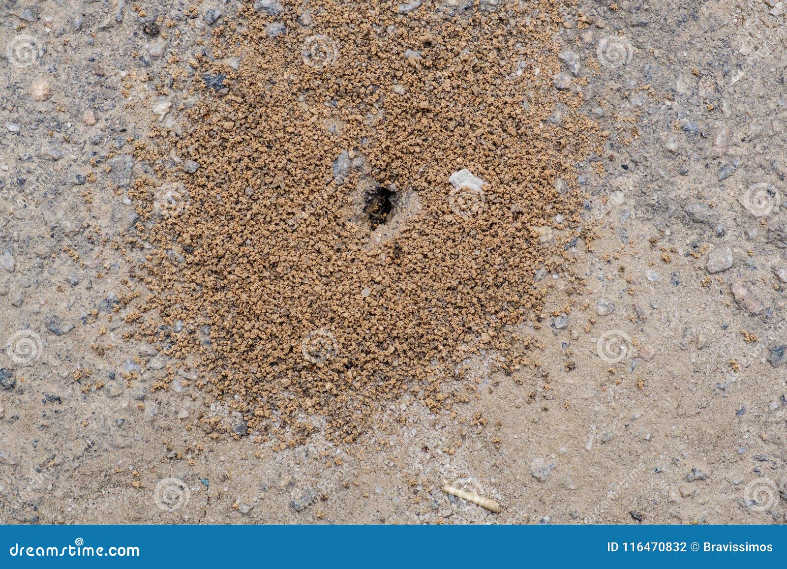 Small anthill in earth. stock photo. Image of wildlife - 116470832
