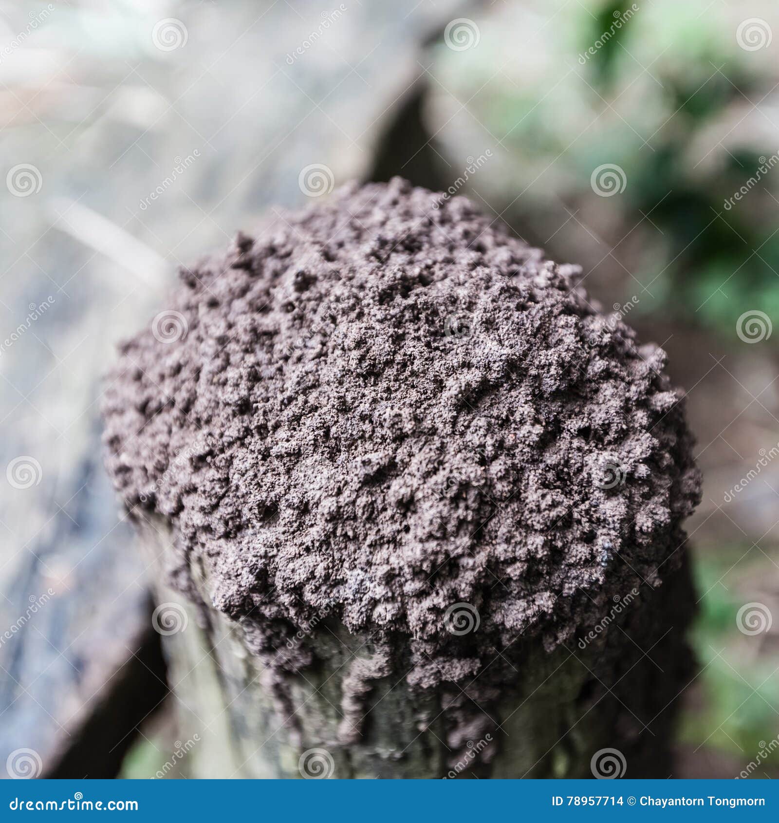 Small Anthill in the Forest Stock Photo - Image of construction ...