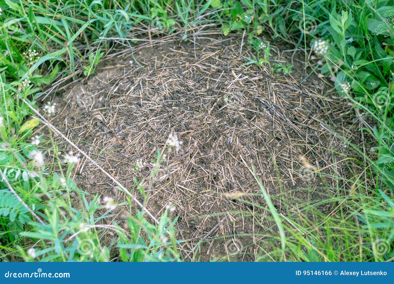 A small anthill stock photo. Image of colony, black, brown - 95146166