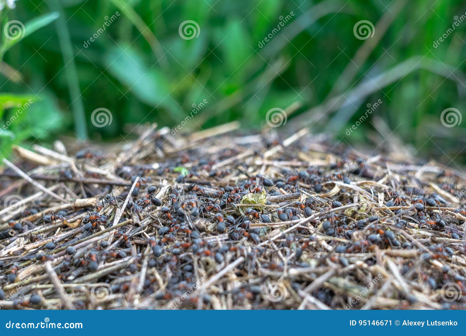 A Small Anthill in the Grass. Stock Image - Image of biology, forest ...