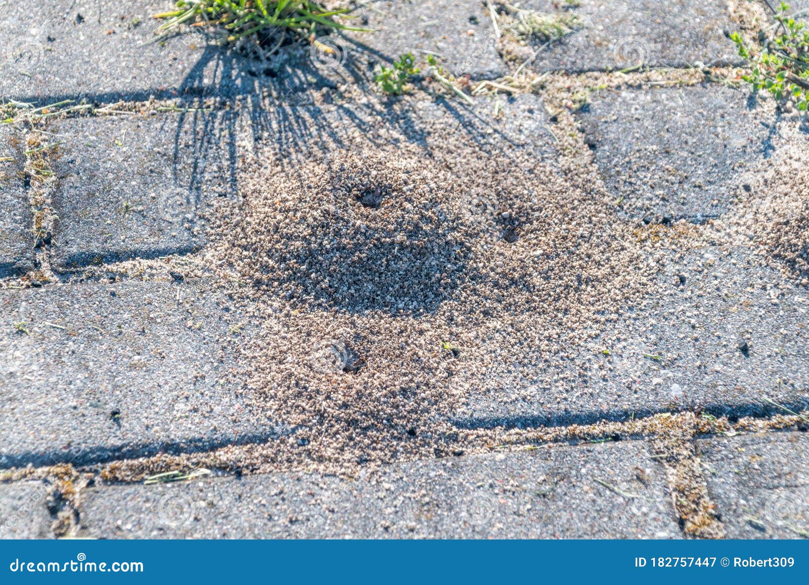 Small Anthill Made by Ants on the Sidewalk Stock Image - Image of sand ...