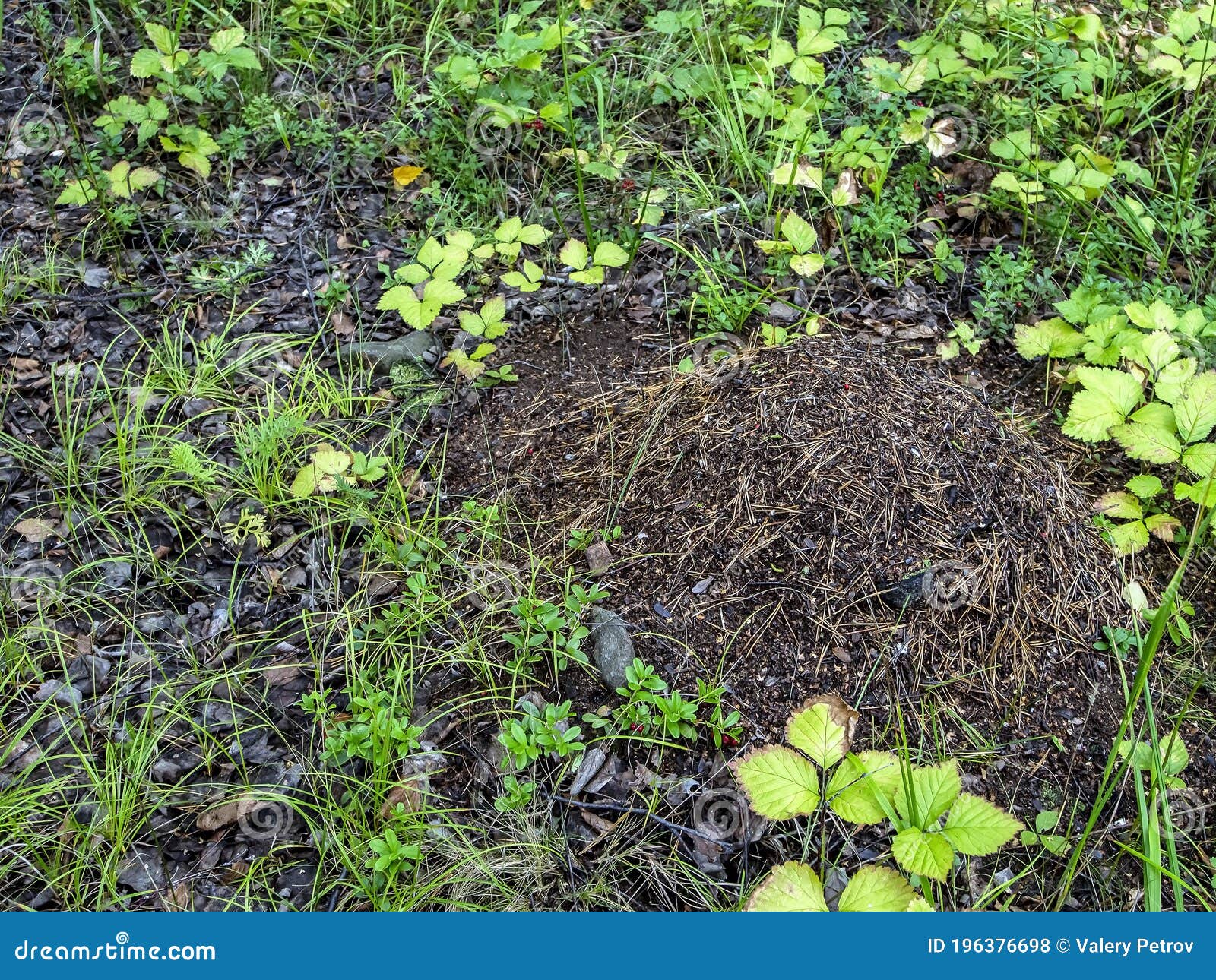 Small Anthill in a Mixed Forest among Trees, it is Not yet a Year Old ...
